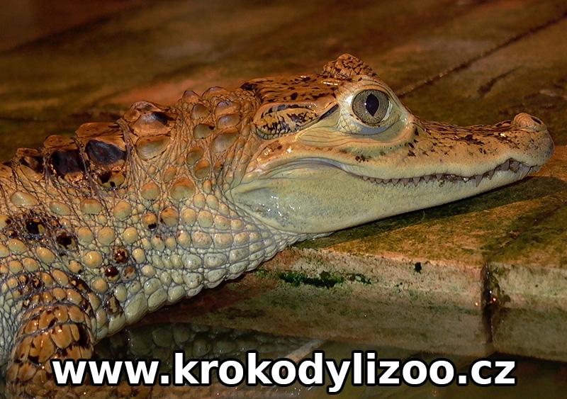 Kajman Brýlový - krokodylizoo