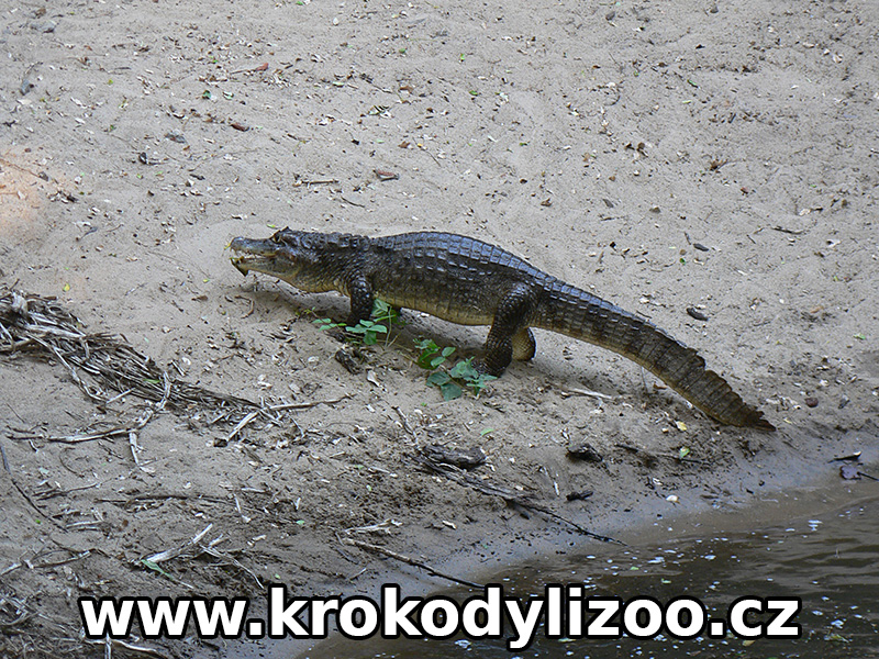 Kajman Brýlový - krokodylizoo